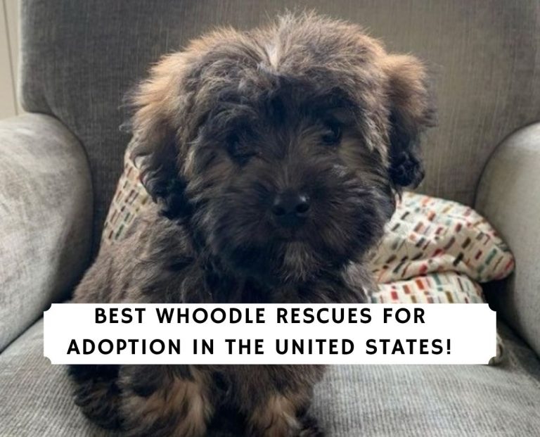 5 Best Whoodle Rescues for Adoption in the U.S.!