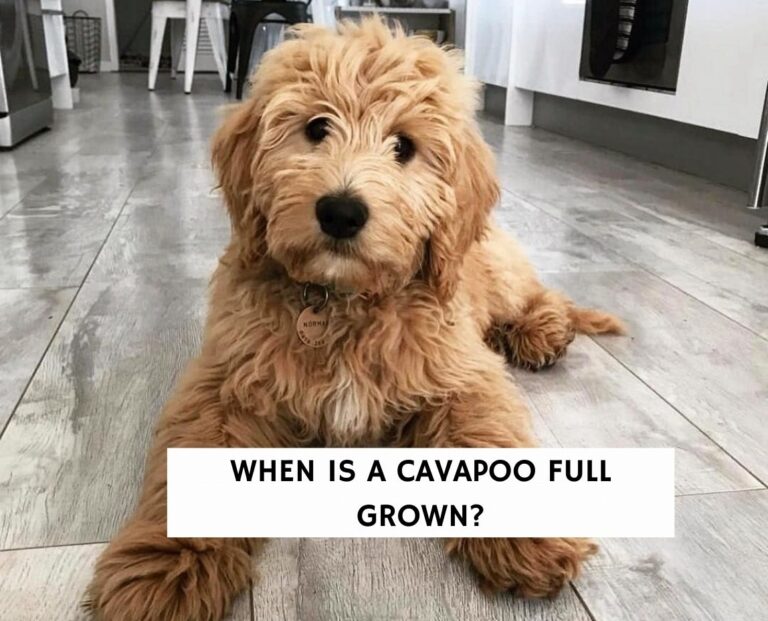 When is a Cavapoo Full Grown? - We Love Doodles