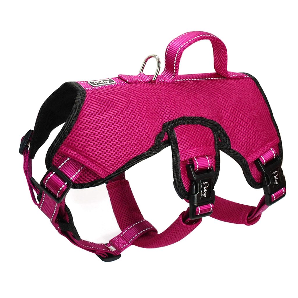 The 6 Best Escape-Proof Dog Collars! (2023) - We Love Doodles