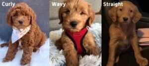 Goldendoodle Breed Information, Facts, Images! - We Love Doodles