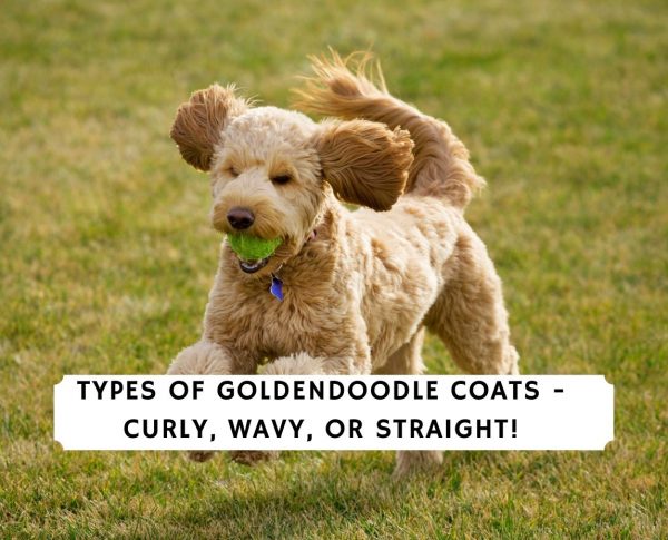 Types of Goldendoodle Coats - Curly, Wavy, Straight, or Flat! - We Love ...
