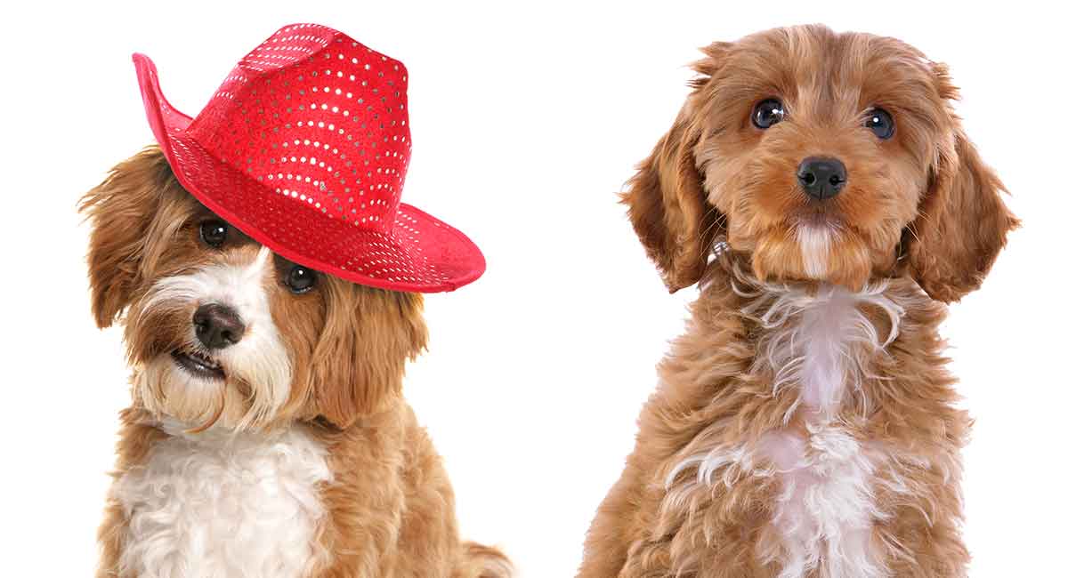 Havapoo vs Cavapoo - Dog Breed Comparison! - We Love Doodles
