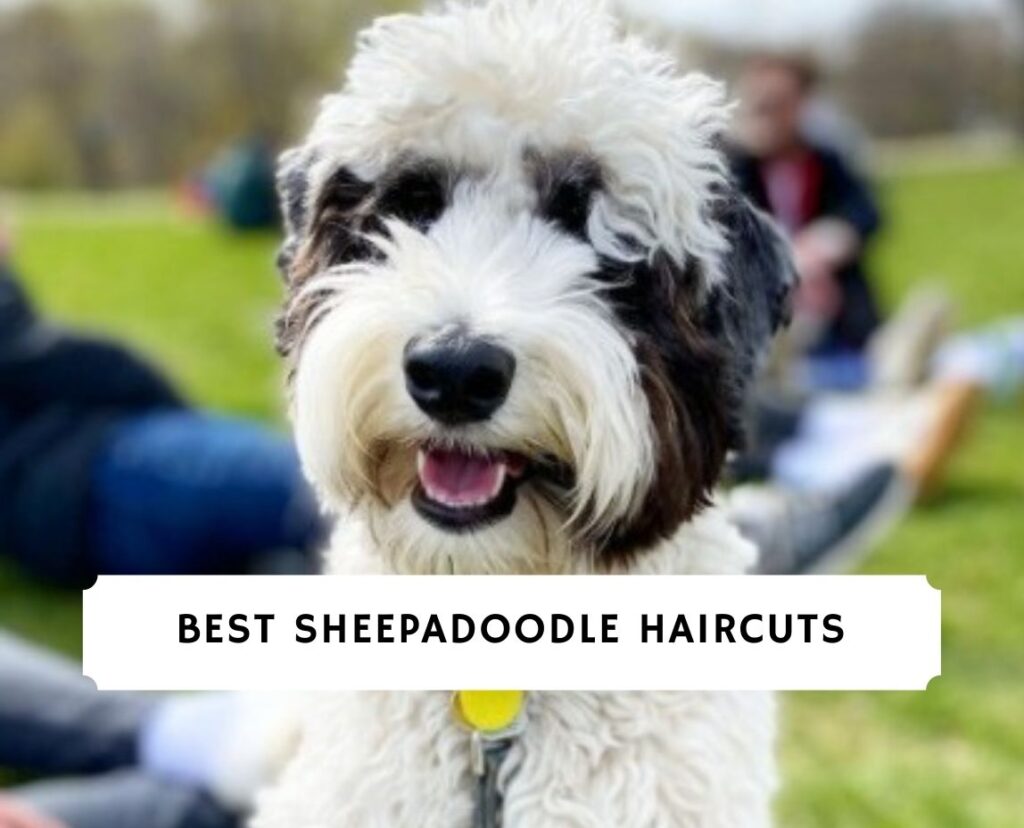 Best Sheepadoodle Haircuts: Puppy Cut & More!