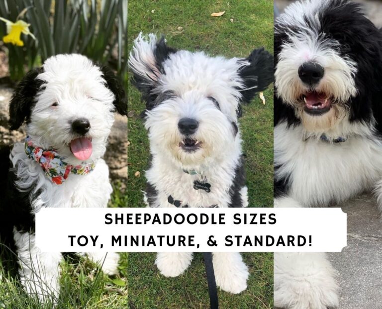 Sheepadoodle Sizes: Toy, Miniature, & Standard! - We Love Doodles
