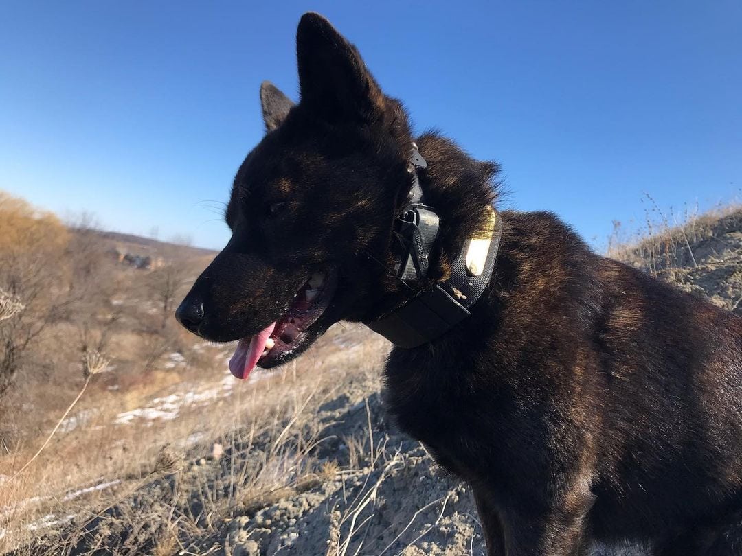 Best Shock Collar for Hunting Dogs - Top 5 Picks! - We Love Doodles