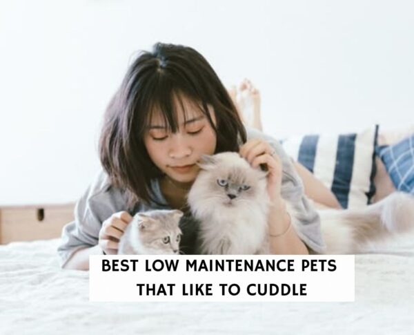 10 Best Low-Maintenance Pets that Like to Cuddle! (2024) - We Love Doodles