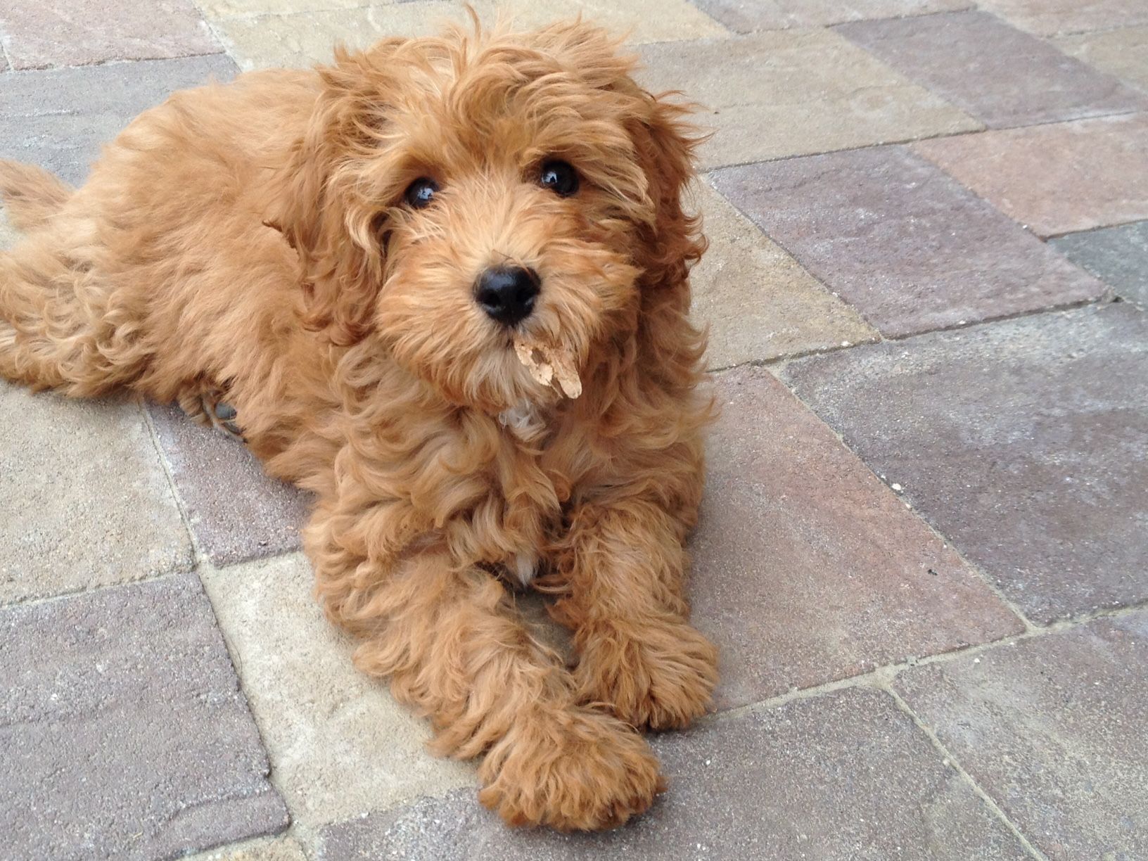 Cavapoochon Dog Breed Guide! (2022) - We Love Doodles