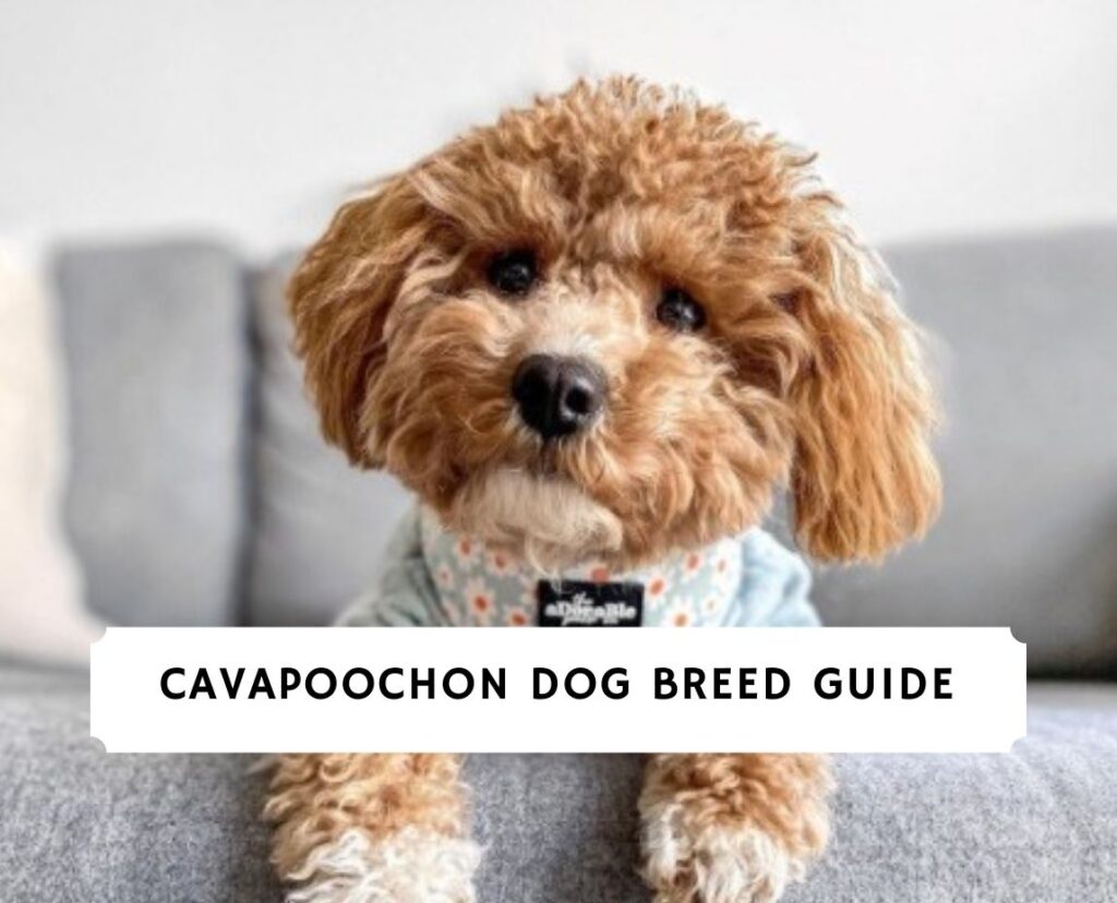 Cavapoochon Dog Breed Guide! (2024) - We Love Doodles