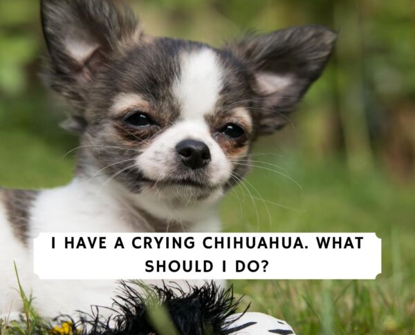 I Have a Crying Chihuahua. What Should I Do?