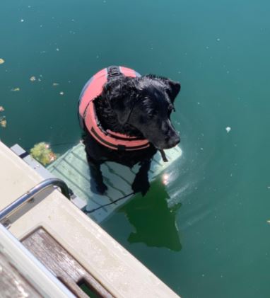 Best Dog Ramp for a Pontoon Boat – Top 5!