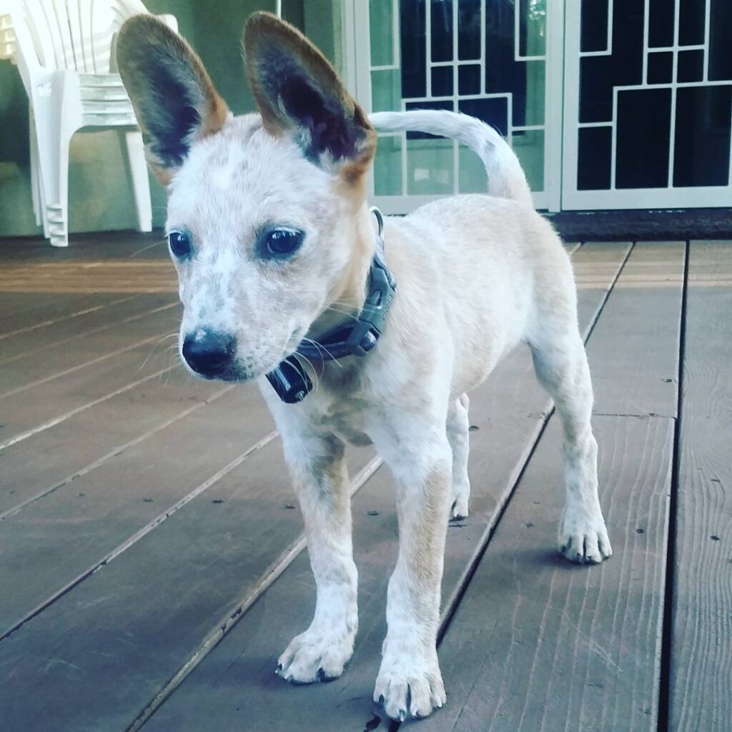 6 Best Training Collar for Small Dogs! (2023) - We Love Doodles