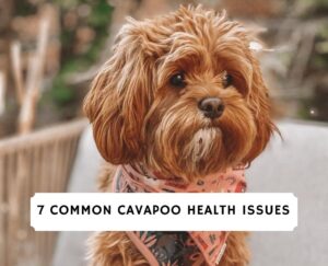 7 Common Cavapoo Health Issues - Vet Advice! - We Love Doodles