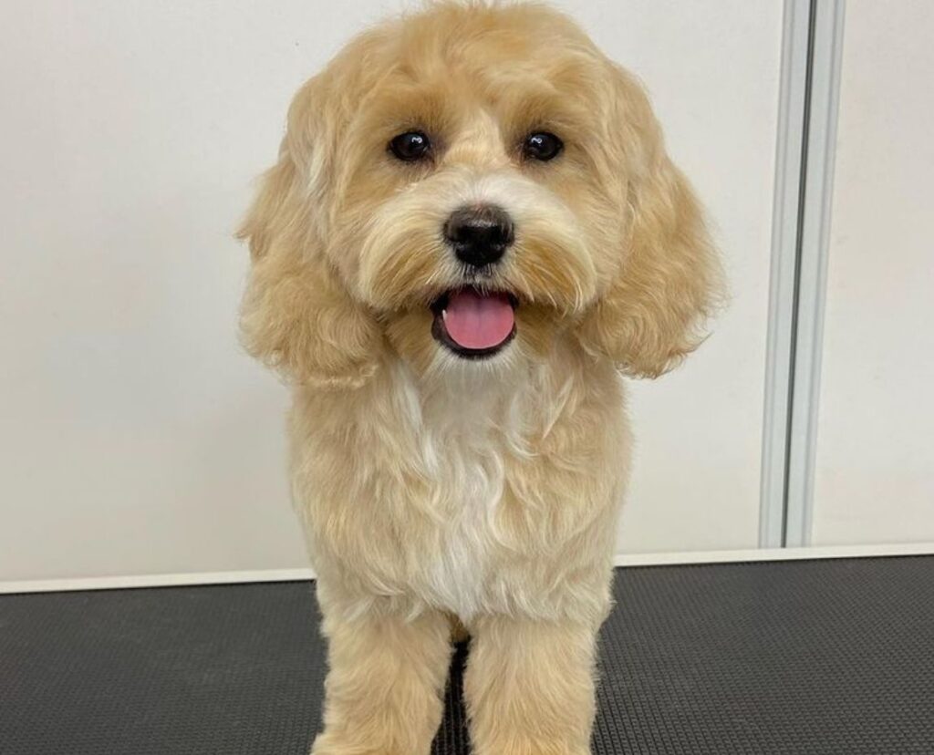 5 Common Cockapoo Health Issues - Vet Advice! - We Love Doodles