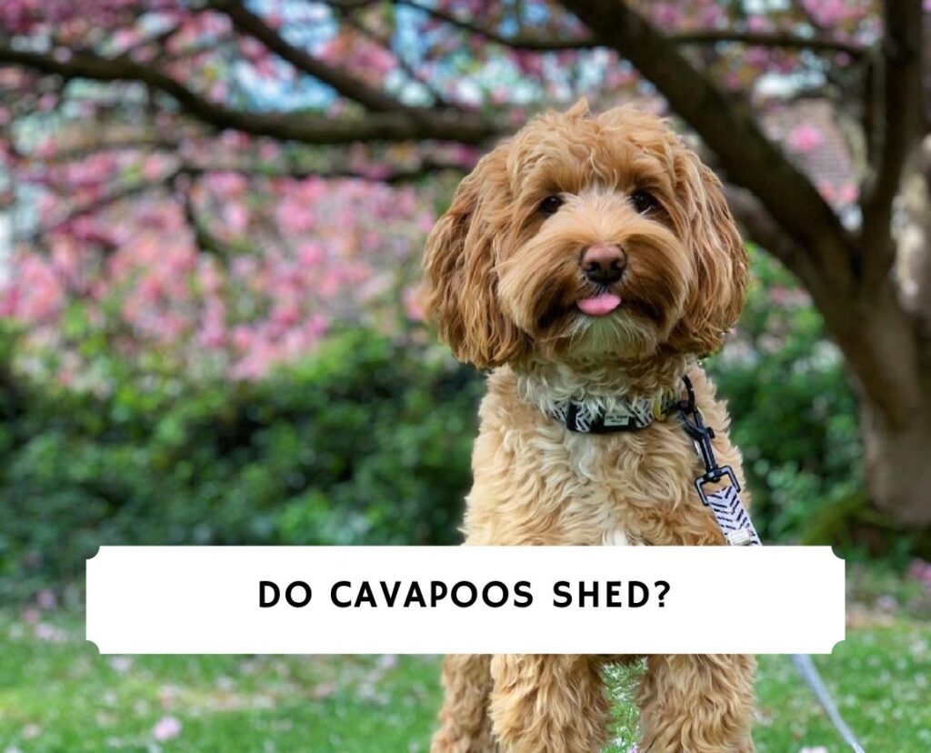 Do Cavapoos Shed? Expert Advice!