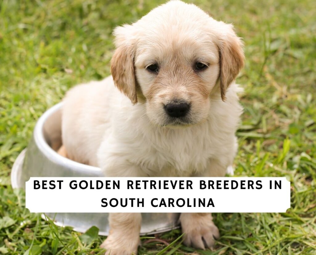 10 Best Golden Retriever Breeders in South Carolina! (2023) - We Love ...