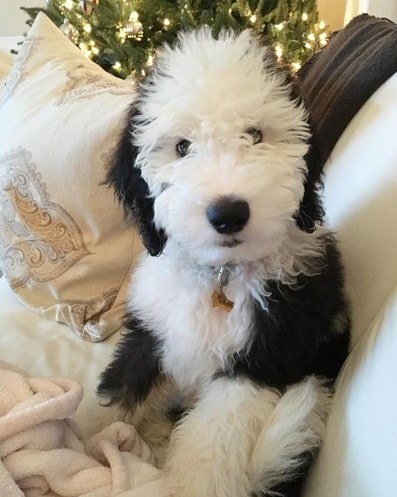Types of Sheepadoodle Coat Colors! With Pictures! (2023) - We Love Doodles