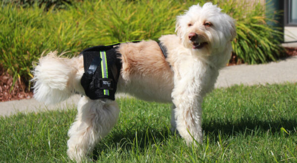 6 Common Labradoodle Health Issues - Vet Advice! - We Love Doodles