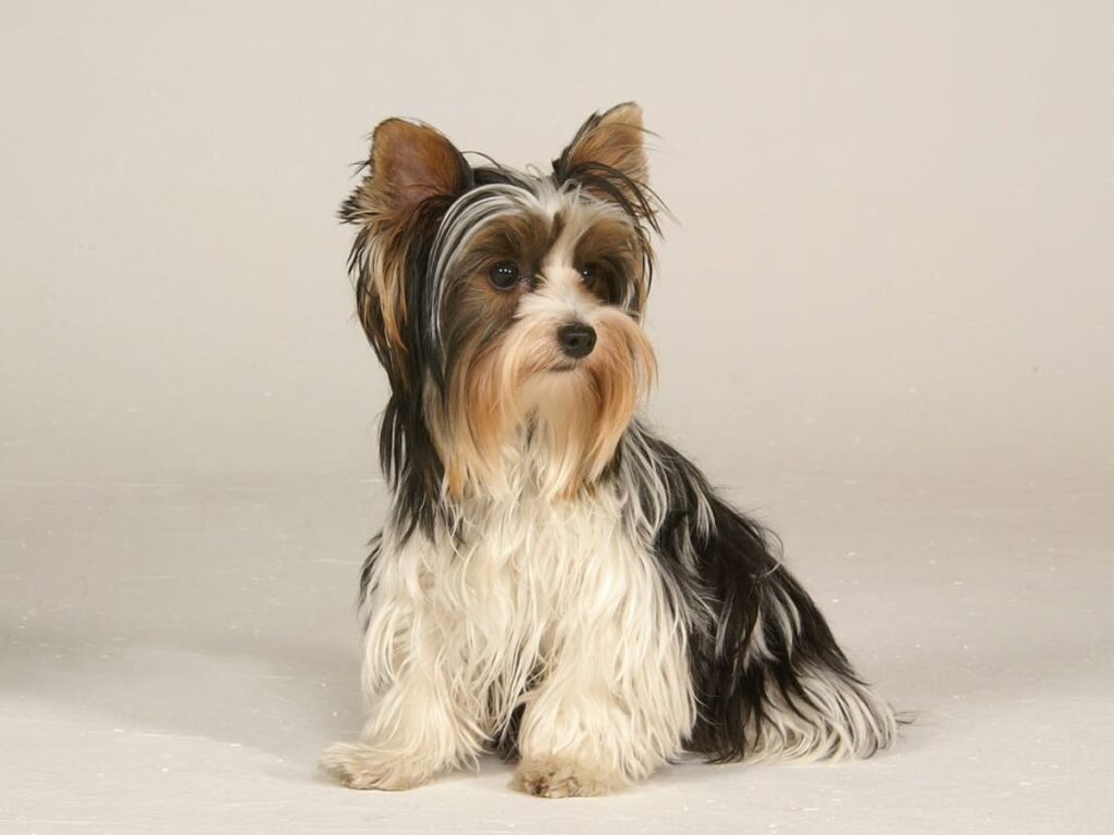 What is the Parti Yorkie? How Do They Get That Coat Color? - We Love ...