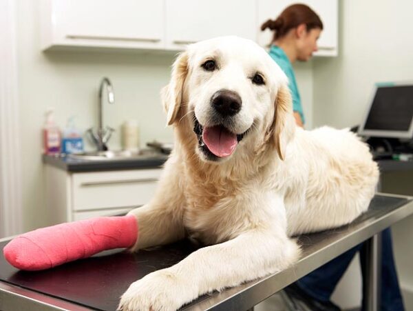 My Dog Has a Broken Toe - What Should I Do? - We Love Doodles