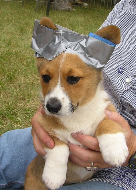 When Do Corgi Ears Stand Up? - We Love Doodles