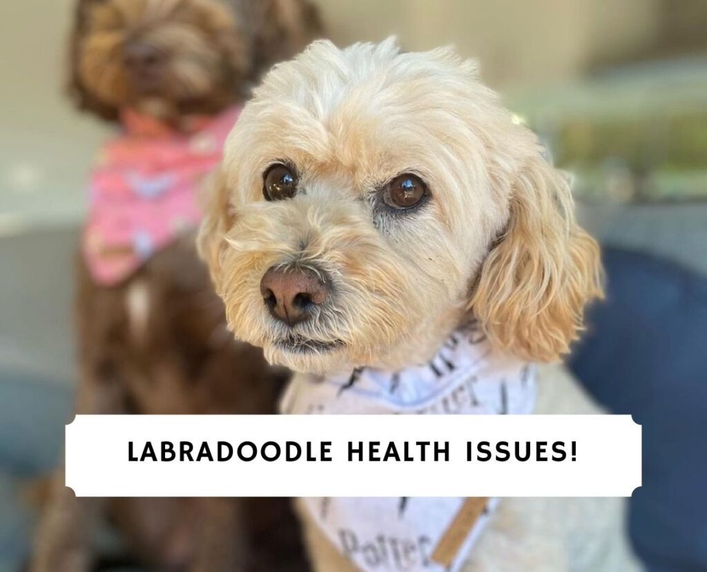 6 Common Labradoodle Health Issues - Vet Advice! - We Love Doodles