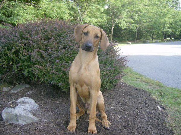 7 Best Rhodesian Ridgeback Breeders in the U.S.!