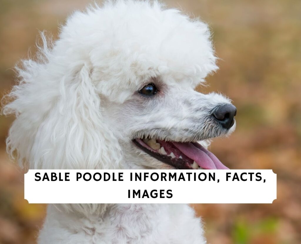 Sable Poodle Information, Facts, Images - We Love Doodles