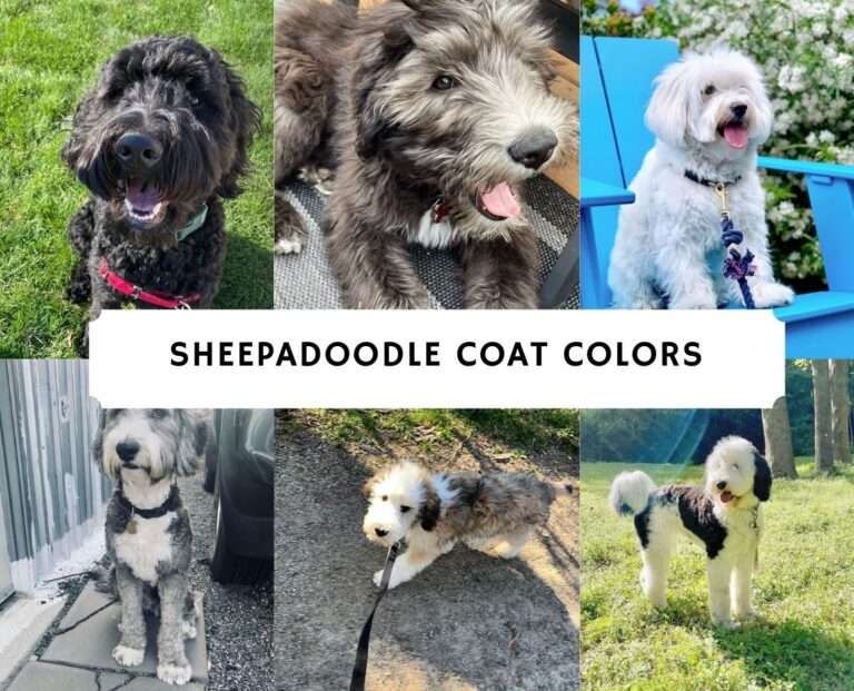 Types of Sheepadoodle Coat Colors! With Pictures! - We Love Doodles