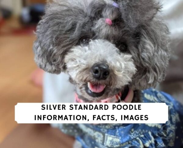 Silver Standard Poodle Information, Facts, Images!