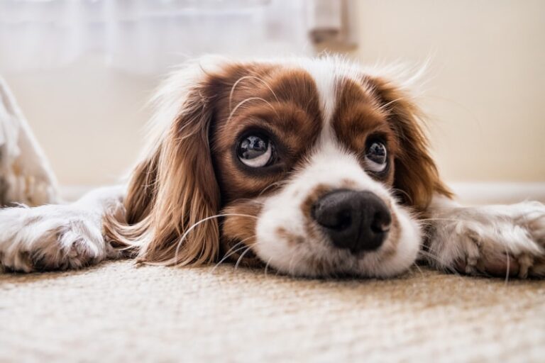 Lazy Eye in Dogs: What is it and How to Fix it?