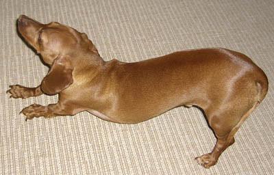 Why Do Dogs Arch Their Backs?