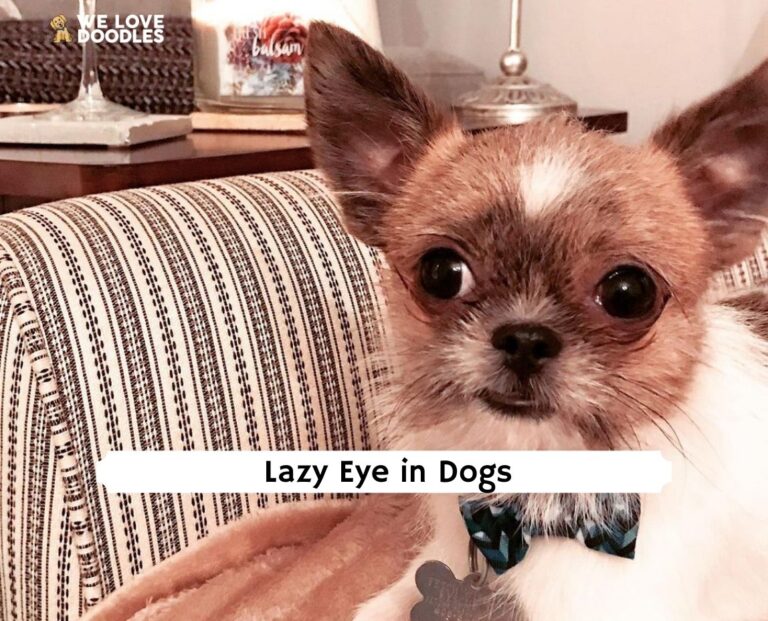 Lazy Eye in Dogs: What is it and How to Fix it?