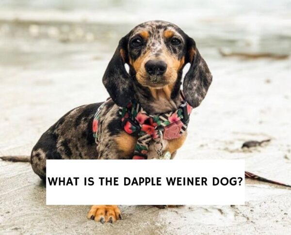 Dapple Weiner Dog Information, Facts, and Images! (2023) - We Love Doodles