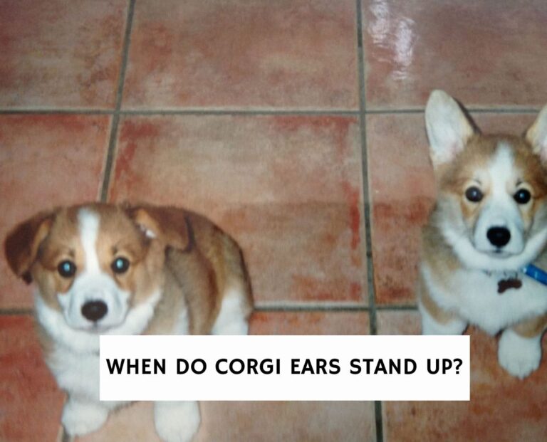 When Do Corgis Ears Stand Up