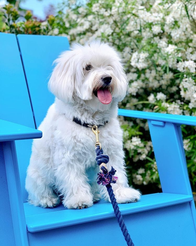 Types of Sheepadoodle Coat Colors! With Pictures! - We Love Doodles