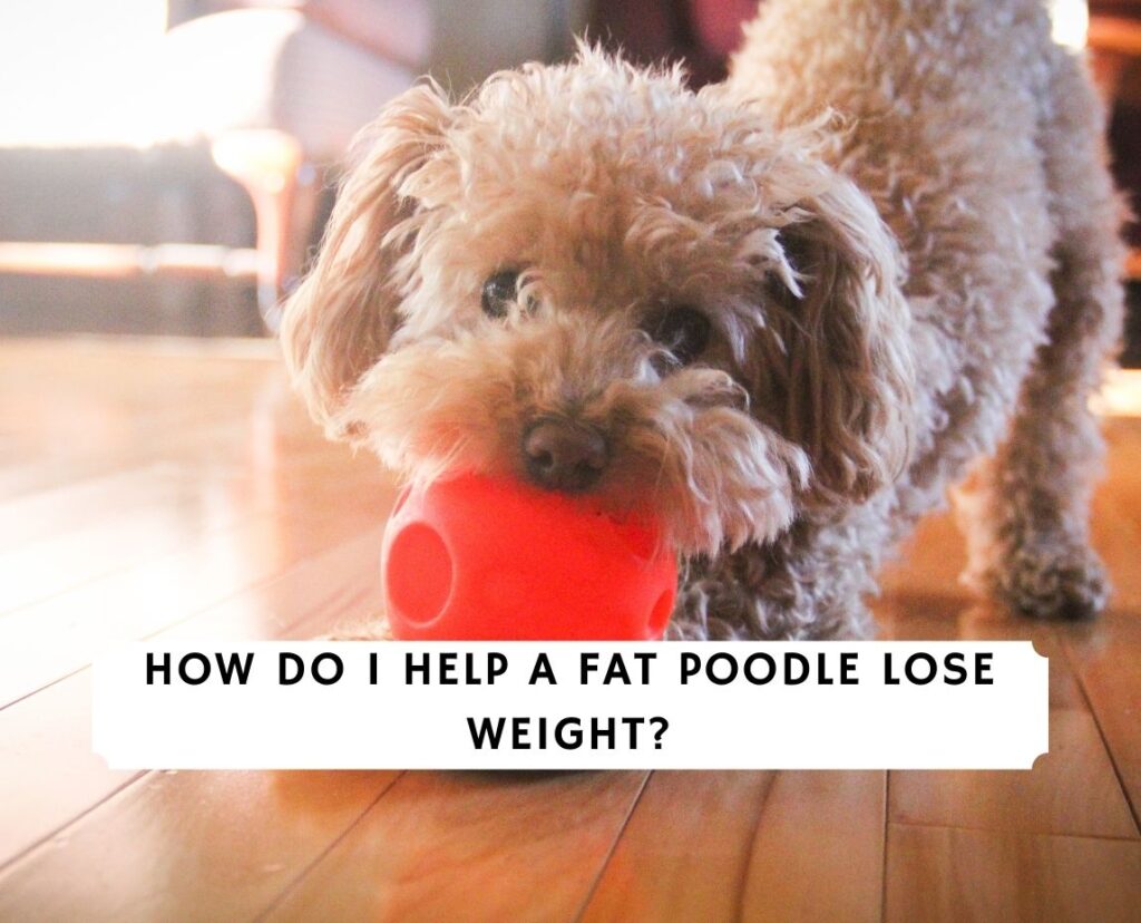How Do I Help a Fat Poodle Lose Weight? (2024) - We Love Doodles