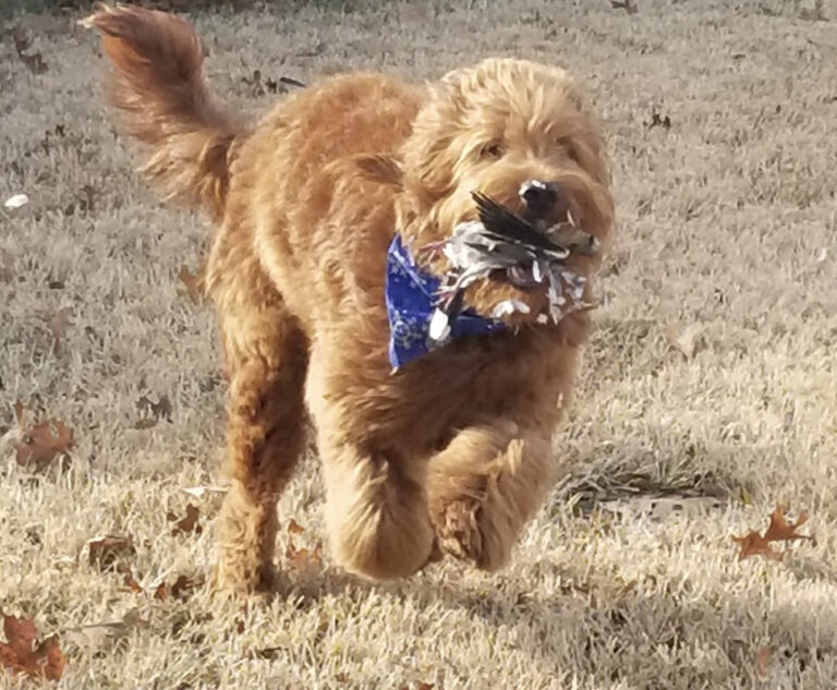 Are Labradoodles Good Hunting Dogs? - We Love Doodles