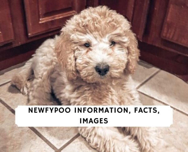 Newfypoo Dog Breed Information, Facts, Images! - We Love Doodles