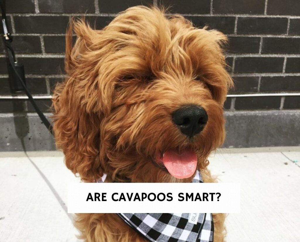 Are Cavapoos Smart?