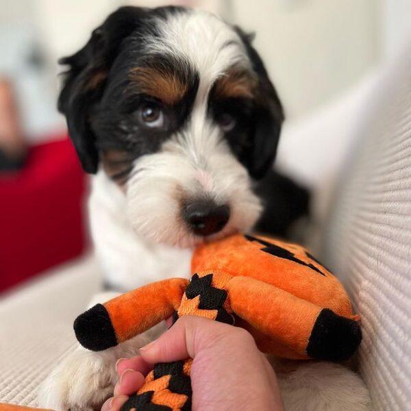 Bernedoodle vs Pyredoodle - Dog Breed Comparison! (2024) - We Love Doodles