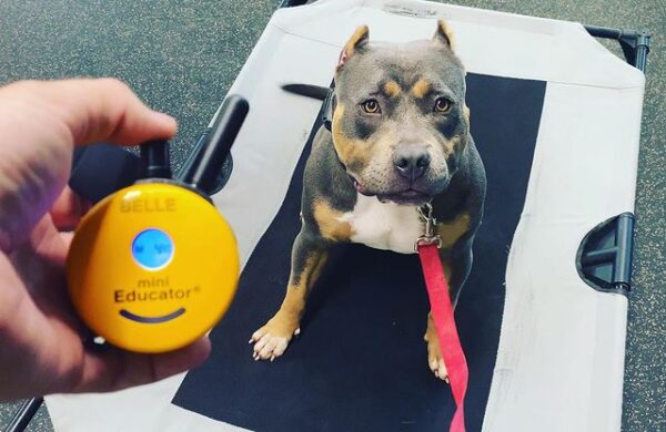 Mini Educator E-Collar Review: Does It Work? - We Love Doodles