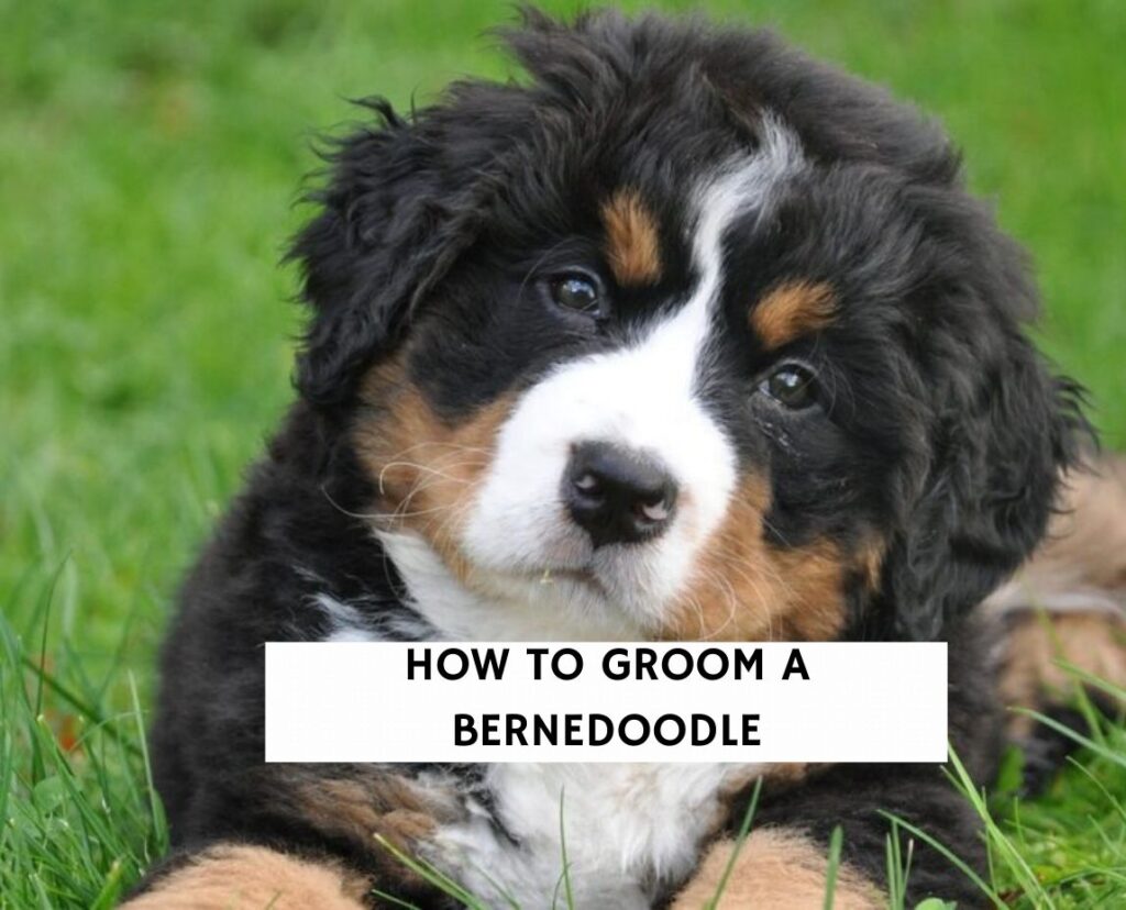 How to Groom a Bernedoodle in 7 Steps! (2024) - We Love Doodles