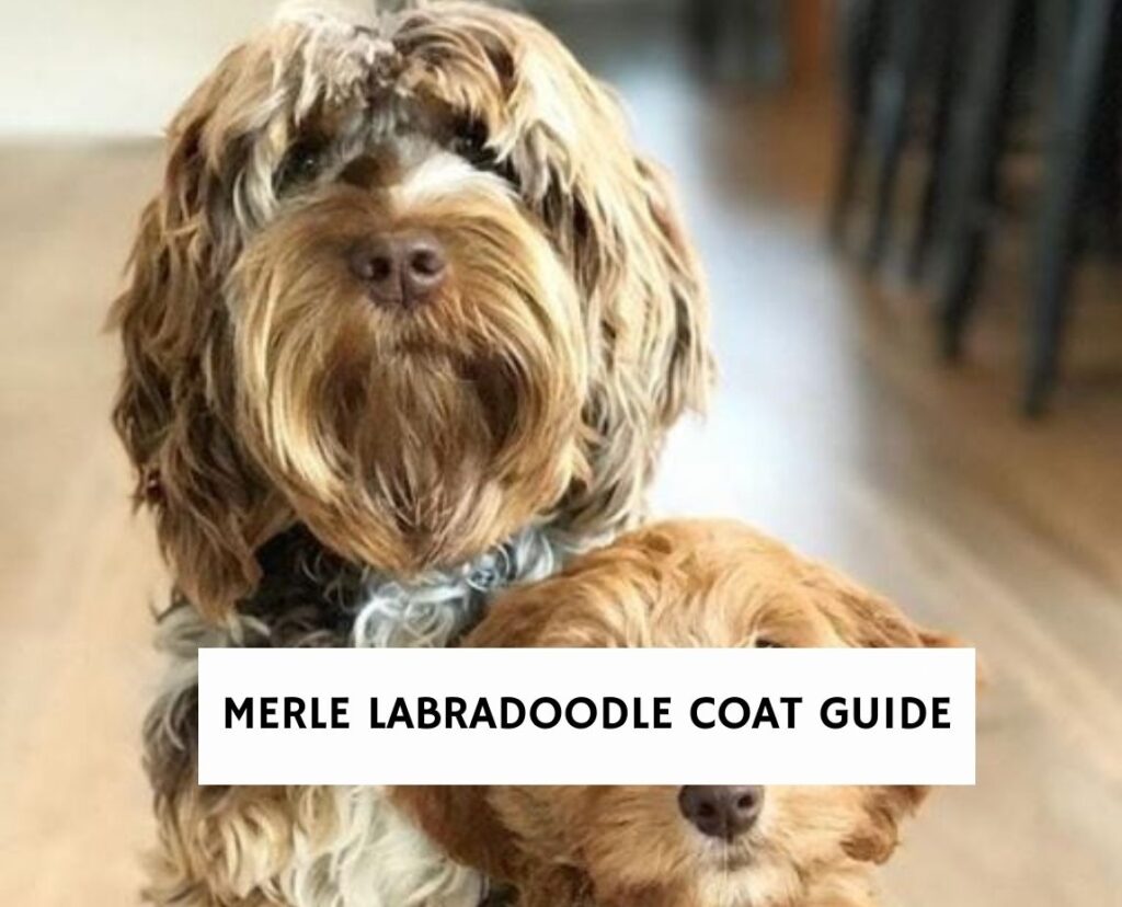 Merle Labradoodle Coat Information, Facts, Images!