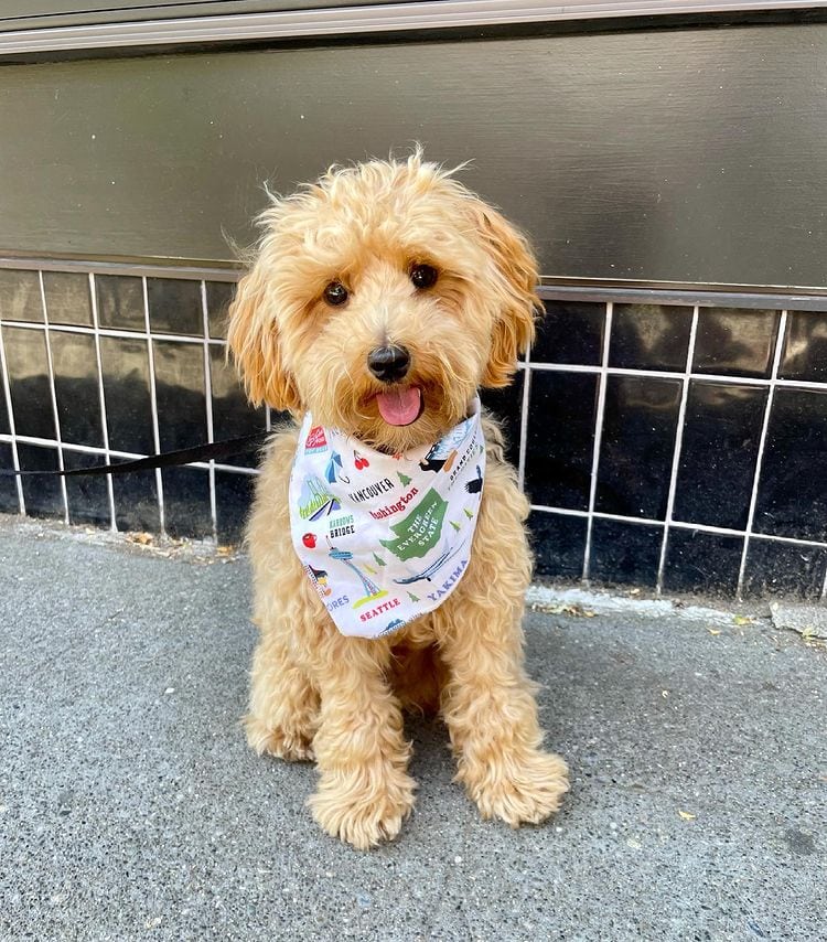 Best Micro Doodle Breeds!