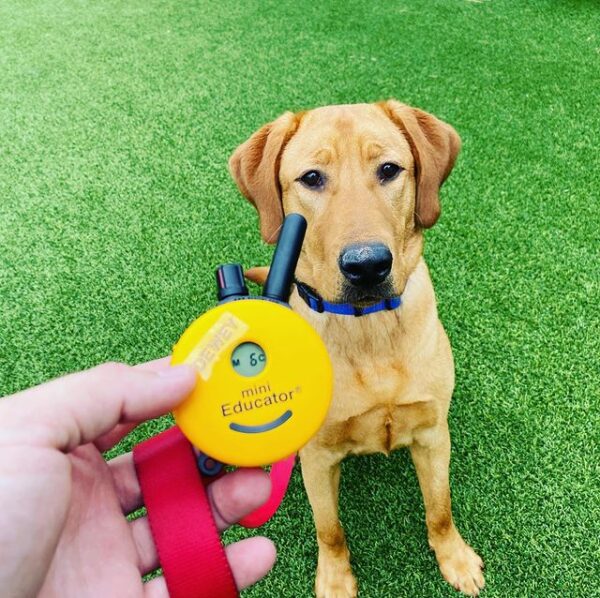 Mini Educator E-Collar Review: Does It Work? - We Love Doodles