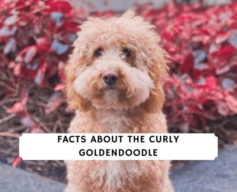 14 Facts About The Curly Goldendoodle! - We Love Doodles