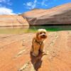 10 Dog Breeds That Look Like Fried Chicken! - We Love Doodles