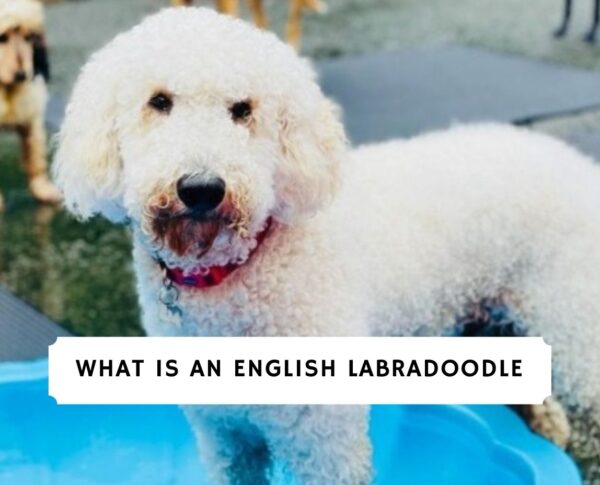 What is an English Labradoodle? (2023) - We Love Doodles