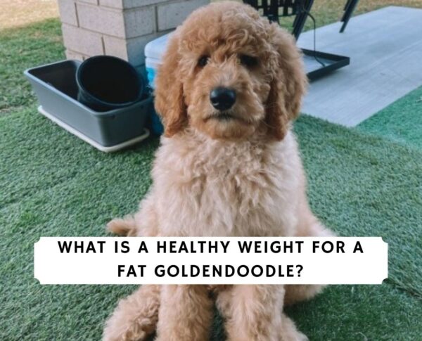 What Is A Good Weight For A Fat Goldendoodle 2023 We Love Doodles what-is-a-good-weight-for-a-fat-goldendoodle-2023-we-love-doodles