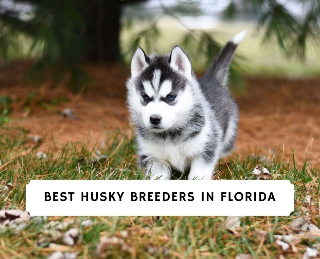 6 Best Husky Breeders in Florida! - We Love Doodles